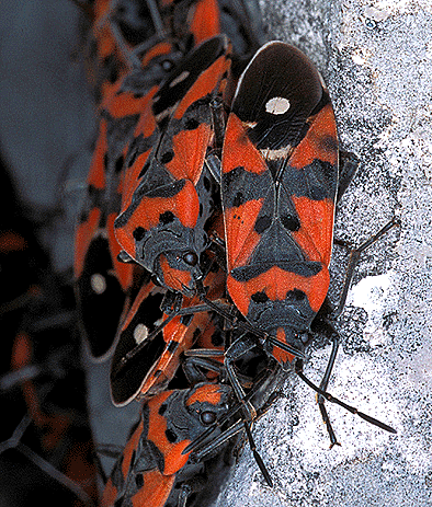 Lygaeidae