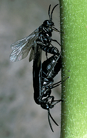 Hymenoptera