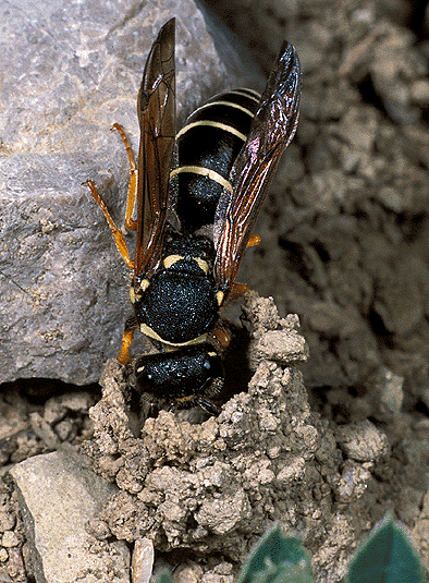 Hymenoptera