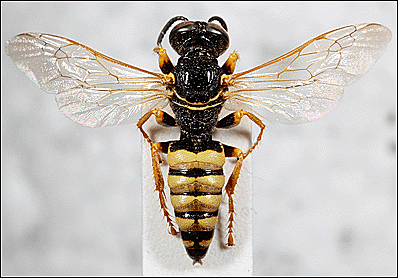 Hymenoptera collection