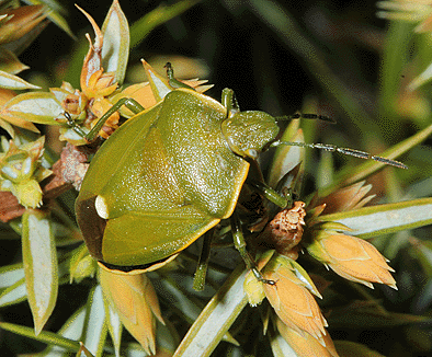 Heteroptera Pentatomoidea