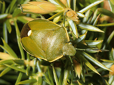 Heteroptera Pentatomoidea