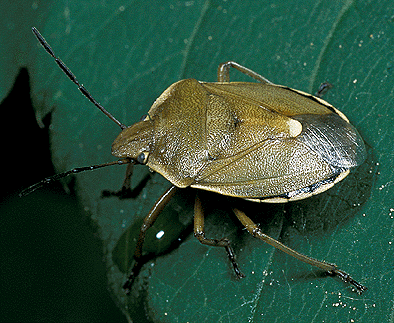 Heteroptera Pentatomoidea