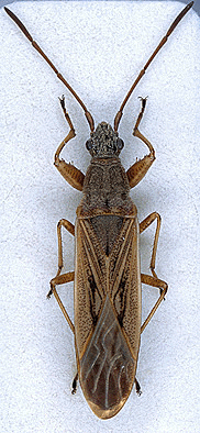 heteroptera